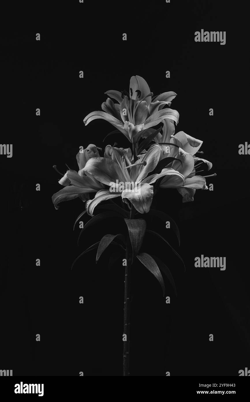 A beautiful vertical photo of lilies in black and white shades ...