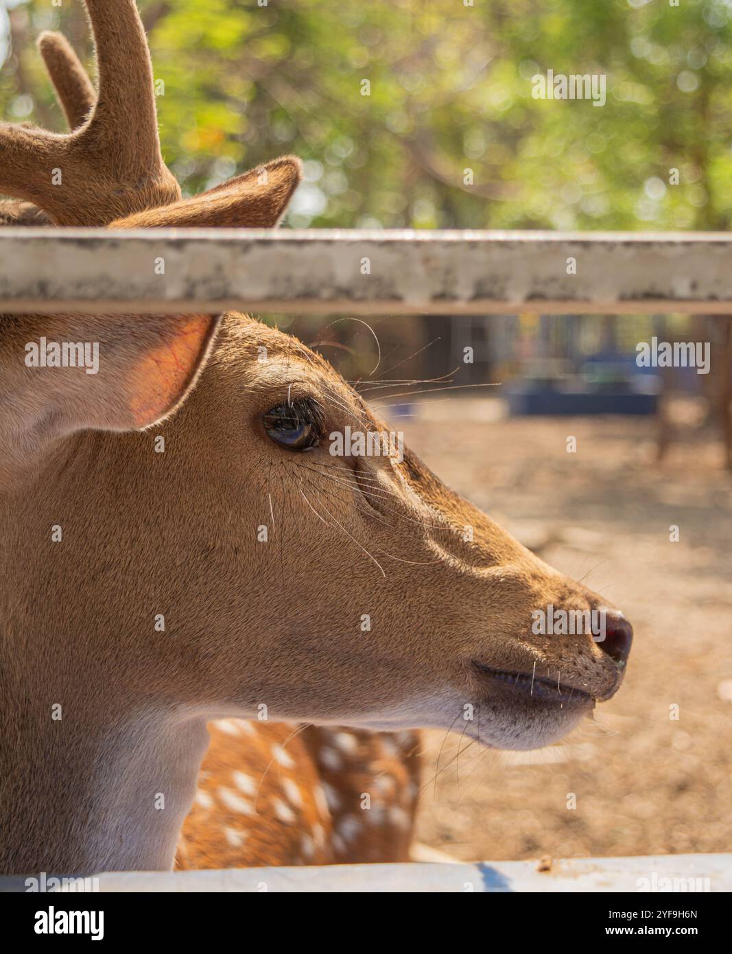 Close up of brown deer with beautiful eyes in the brown background, it ...
