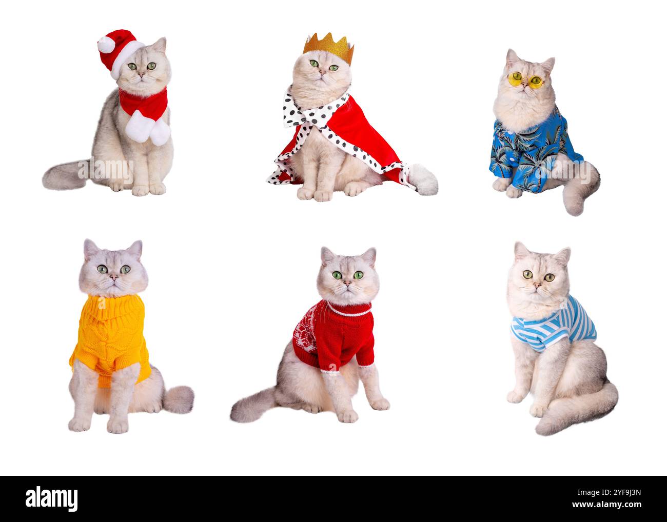 A set of fashionable cats in cute outfits showing off different styles ...