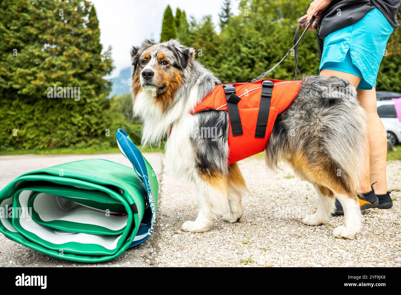 Australian Shepherd dog with life jacket and inflatable SUP board Stock ...