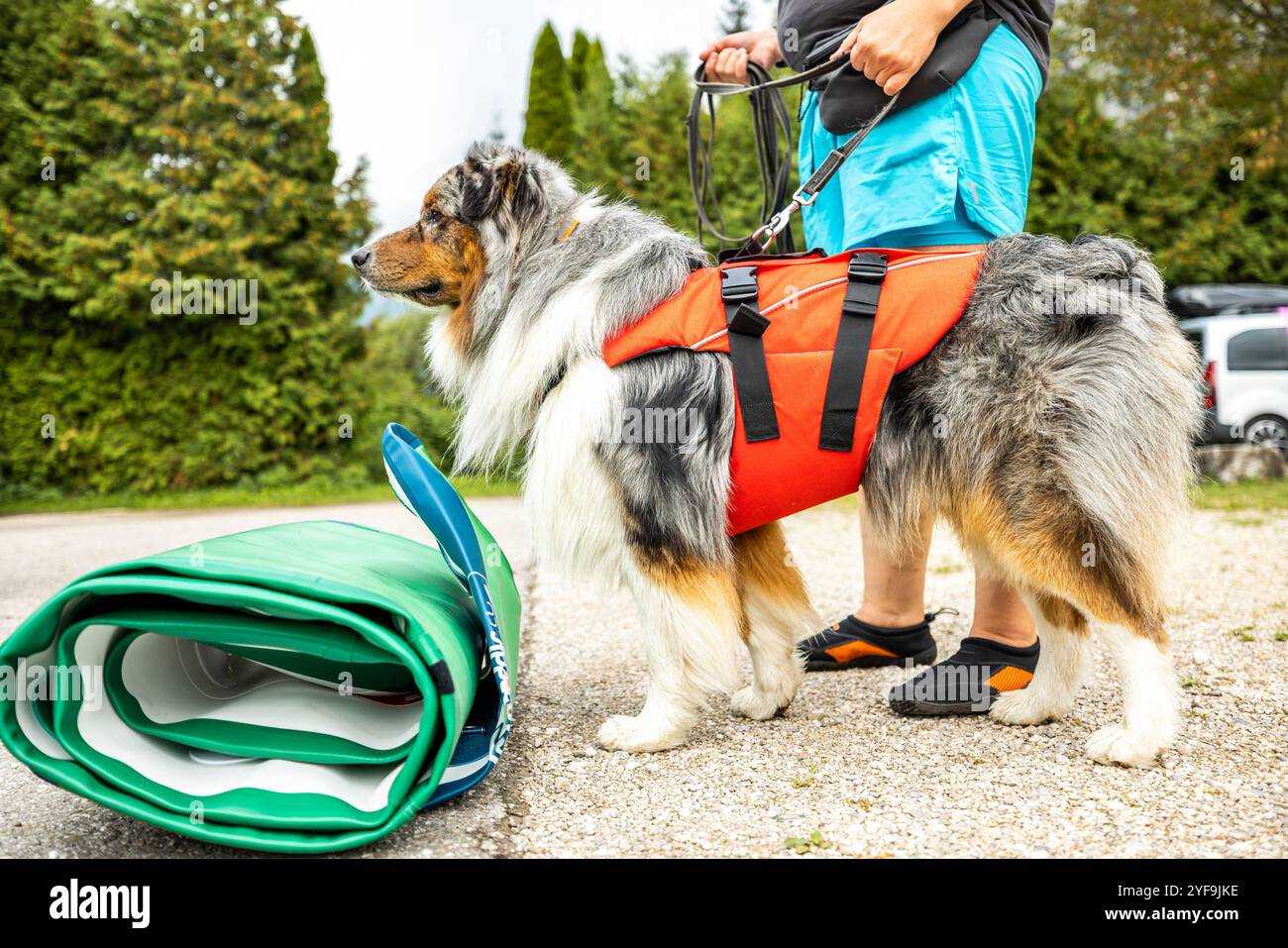 Australian Shepherd dog with life jacket and inflatable SUP board Stock ...