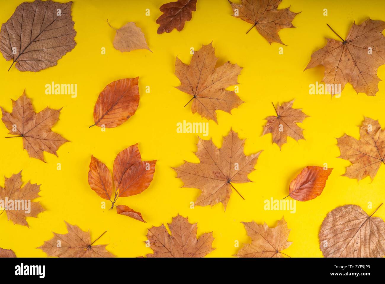 Minimal sparse autumn background with fall leaves top view copy space ...