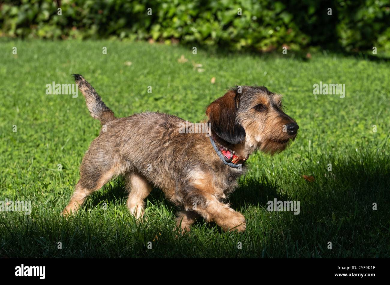 Cute puppy walks in yard hi-res stock photography and images - Alamy