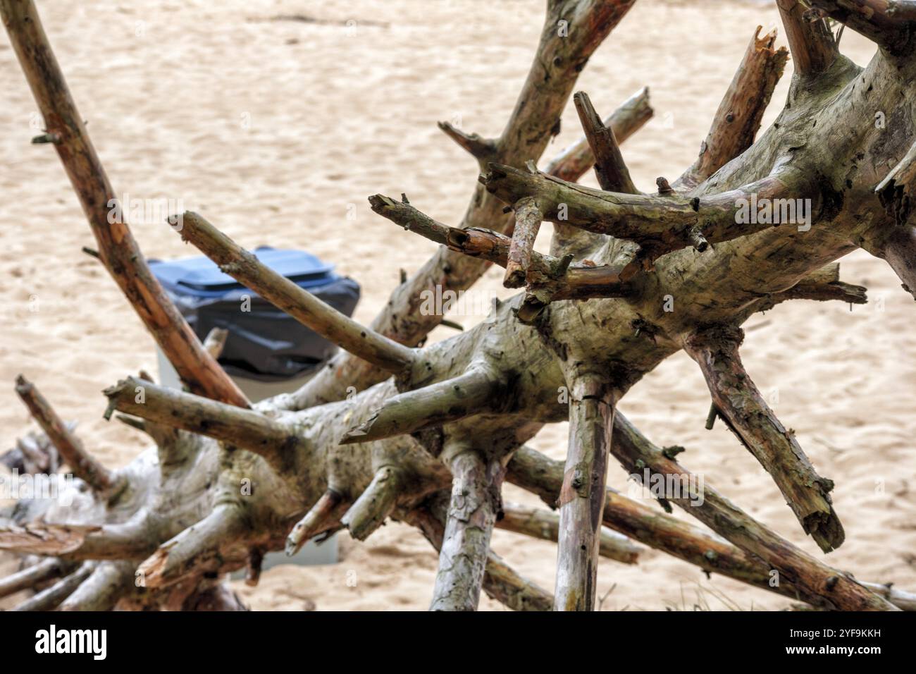 a tree trunk without branches washed up in the sand of a sea beach ...