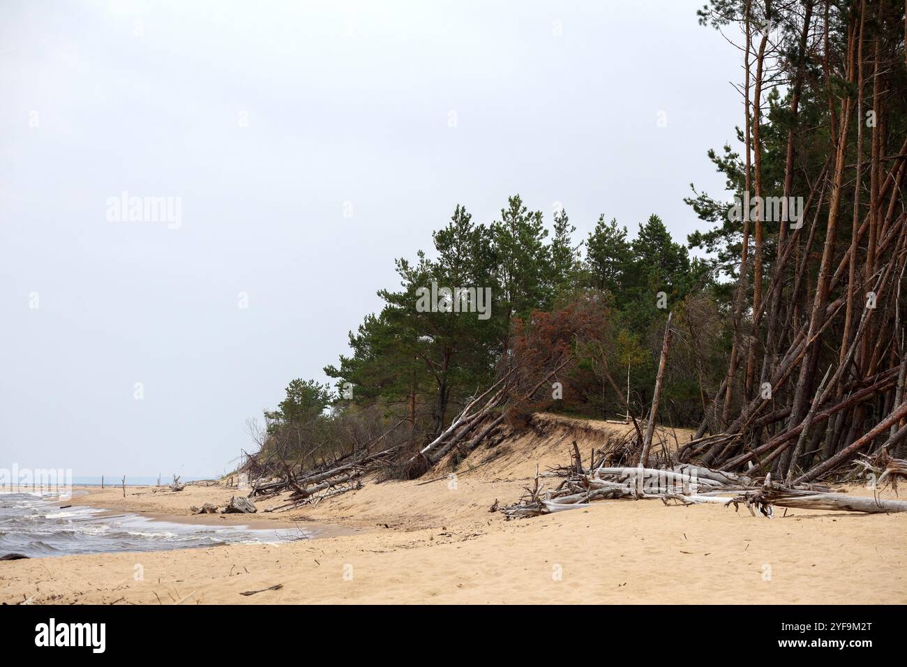 pine tree trunks felled by a storm on the beach Stock Photo - Alamy