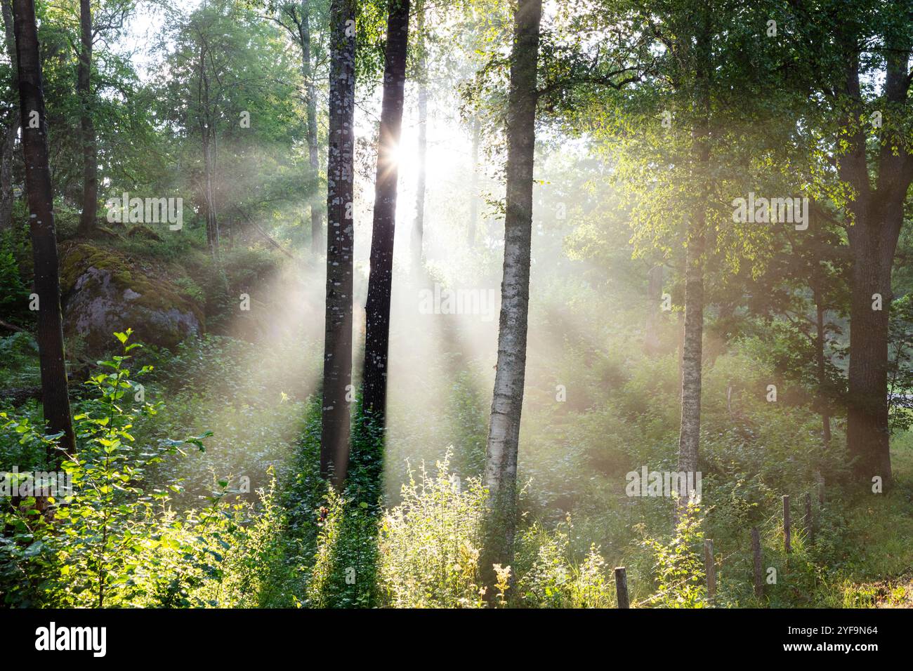 Sun through trees person hi-res stock photography and images - Alamy
