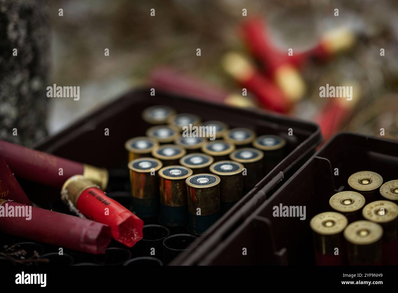 Shotgun bullets kept in box Stock Photo - Alamy