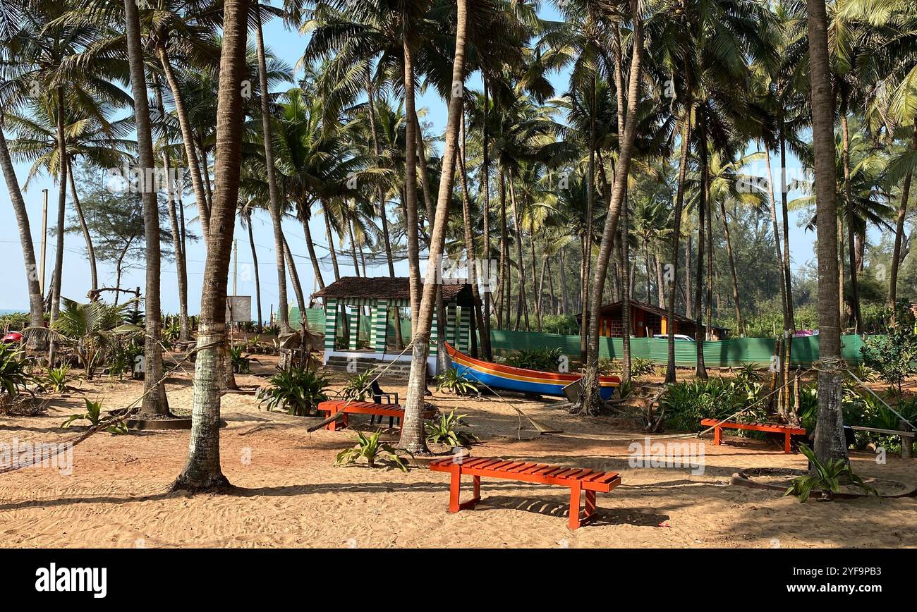 Coconut Trees in a Beach Garden, Resort in Goa, India Stock Photo - Alamy