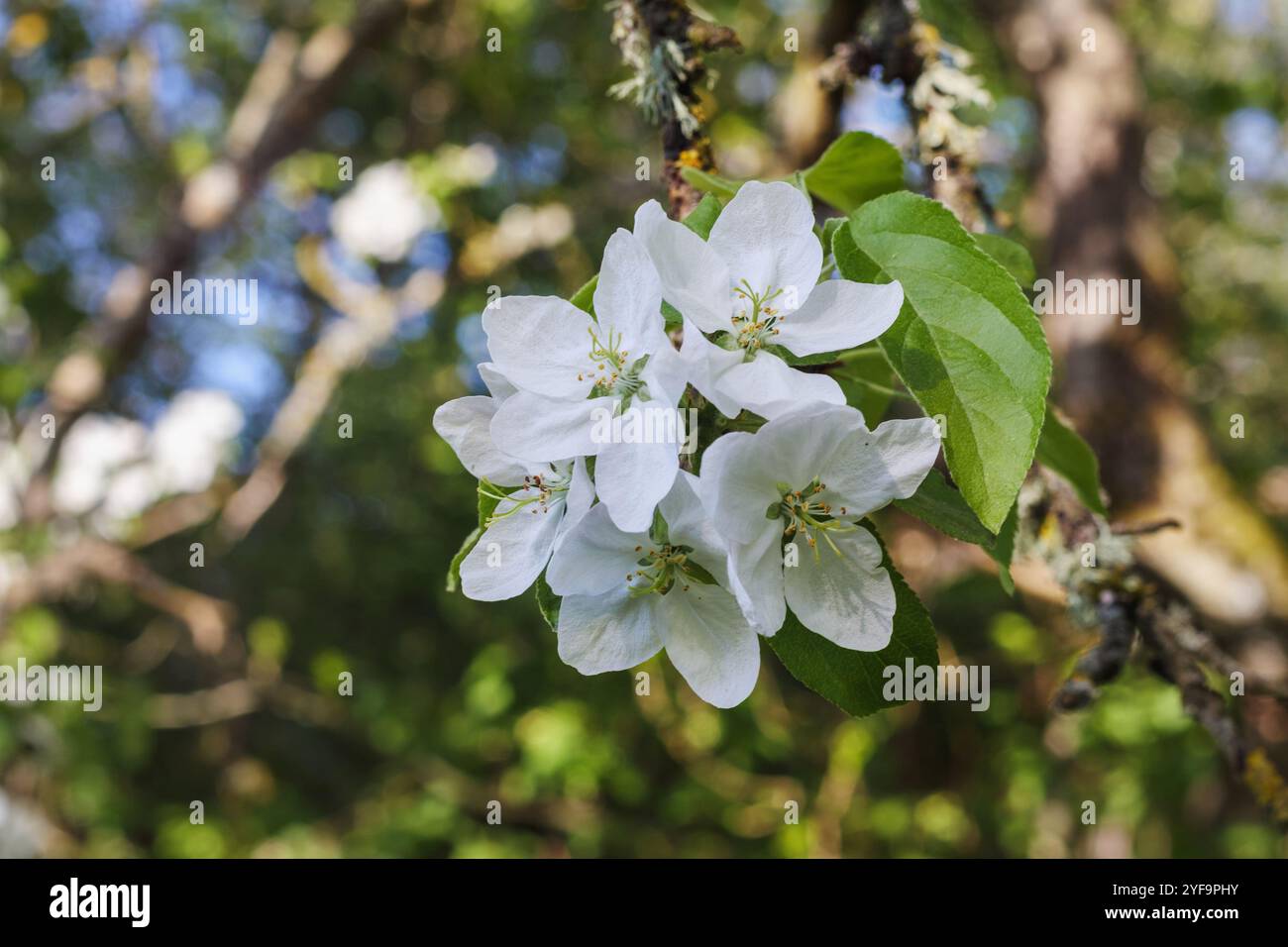 The flower of a cherry tree hi-res stock photography and images - Alamy