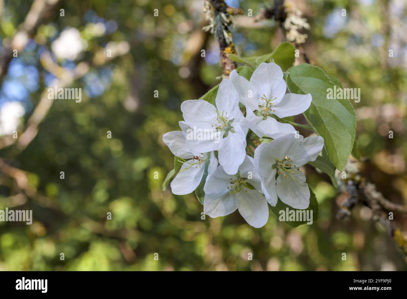 Pyrus communis beautiful flowers hi-res stock photography and images ...