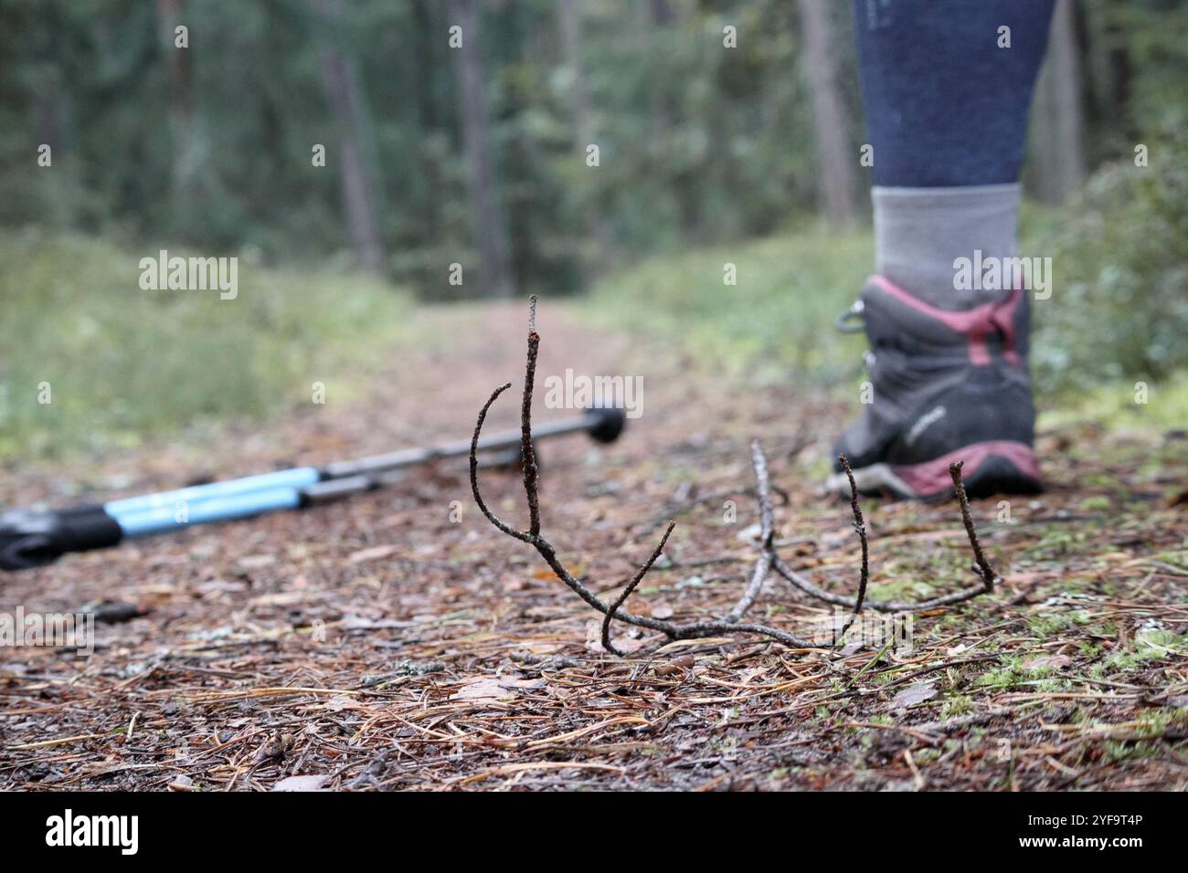 of a person walking along a forest path with trekking poles Stock Photo ...