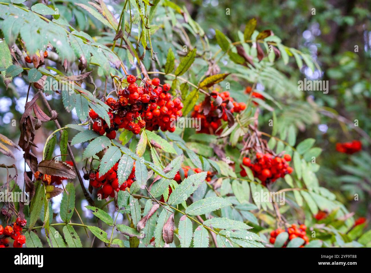 Leaf tree branch bush hi-res stock photography and images - Alamy