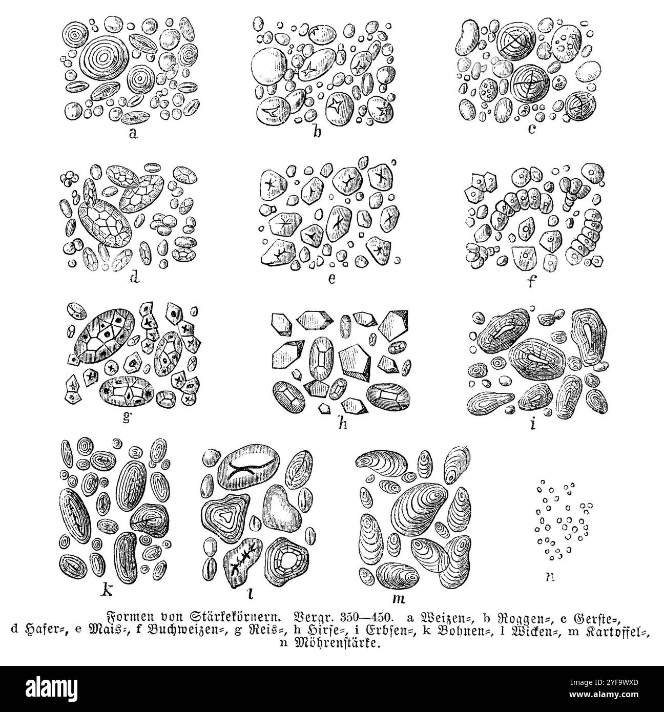 Buckwheat grains Black and White Stock Photos & Images - Alamy