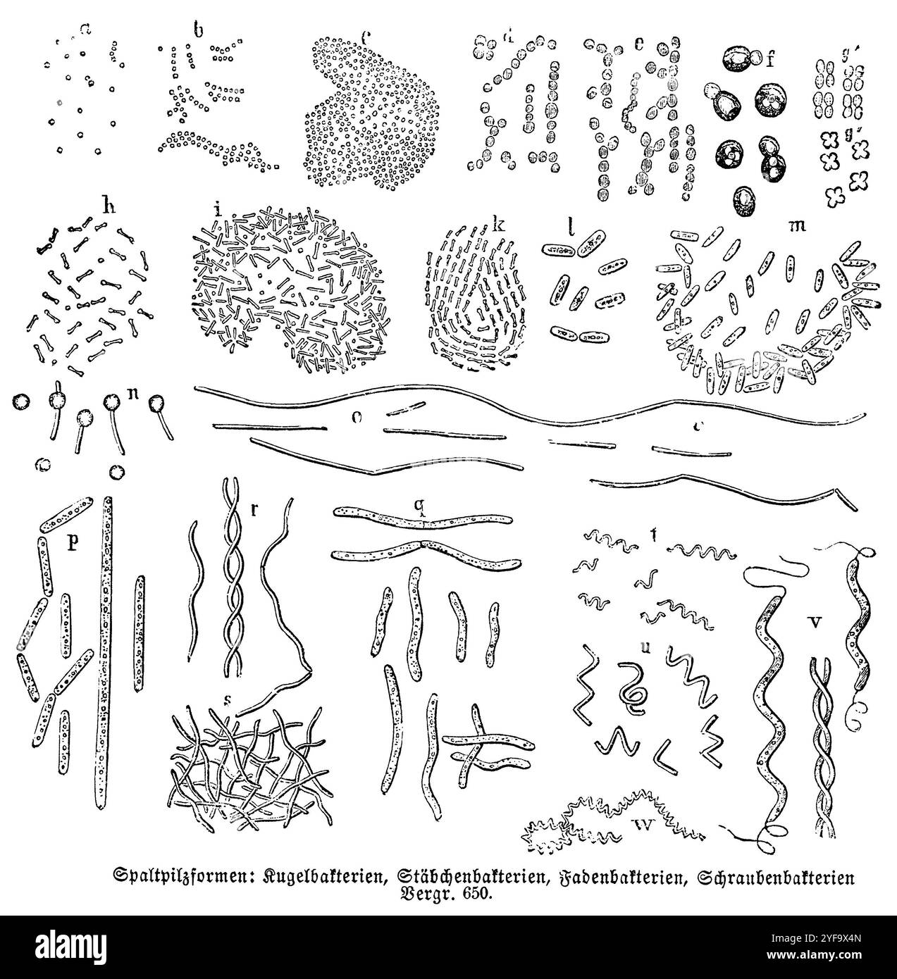 Forms of bacteria, , anonym (botany book, 1889), Bakterienformen Stock ...