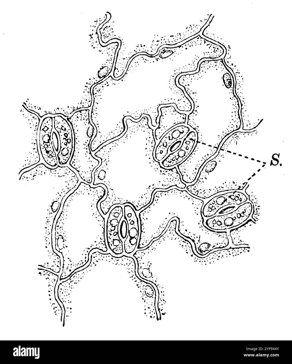 Stomate or stoma or stomates or stomata Black and White Stock Photos ...