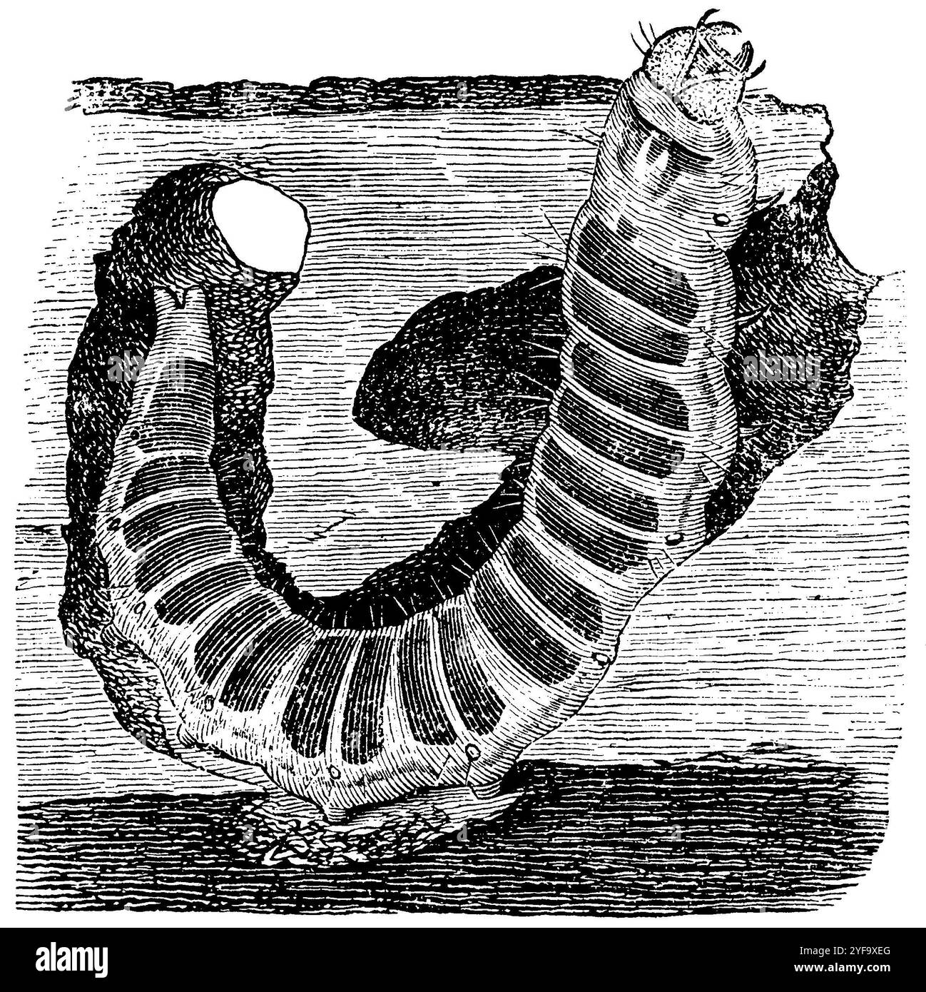 goat moth, Caterpillar, Cossus cossus, anonym (zoology book, 1889 ...