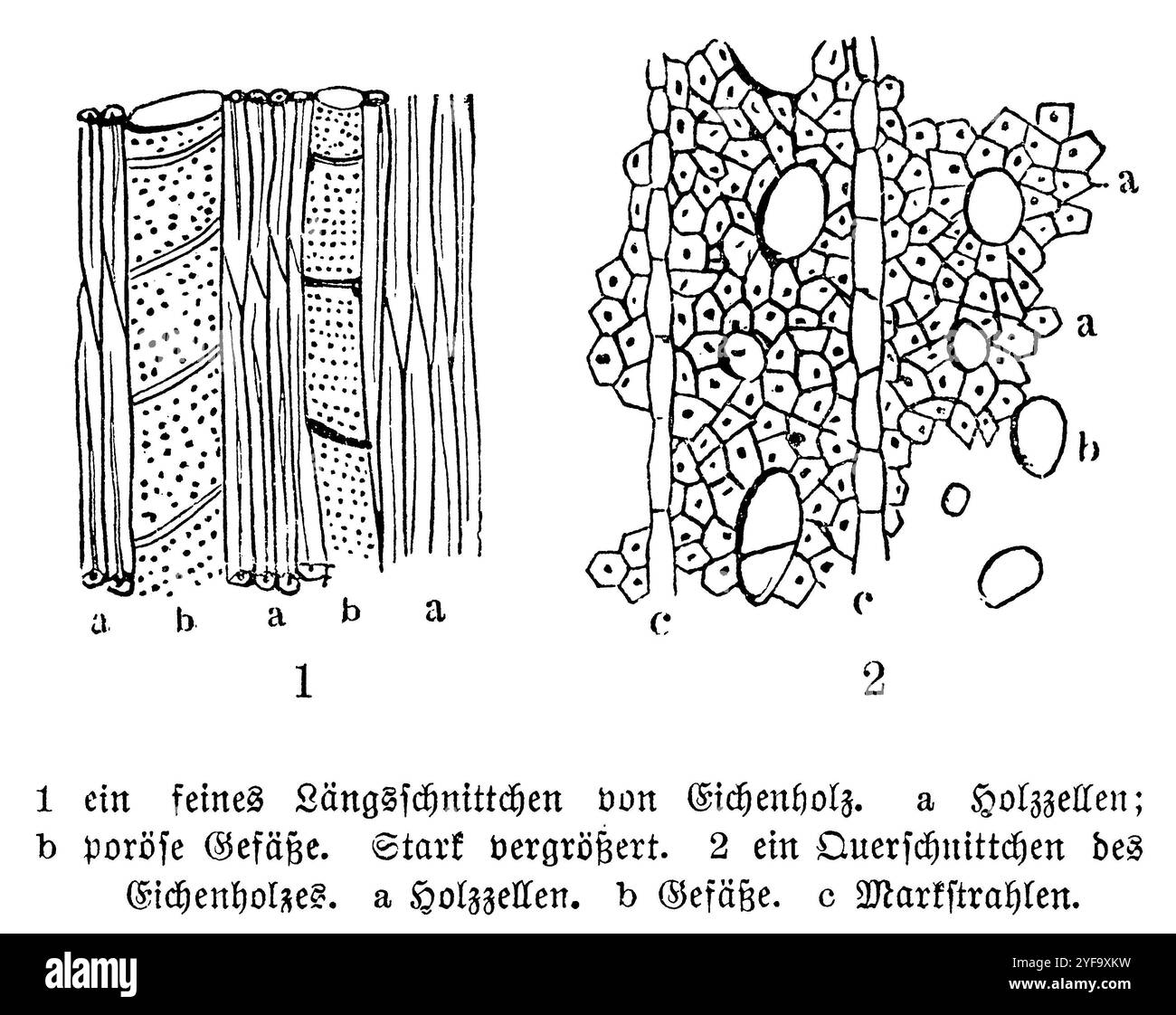 1880 querschnitt hi-res stock photography and images - Alamy