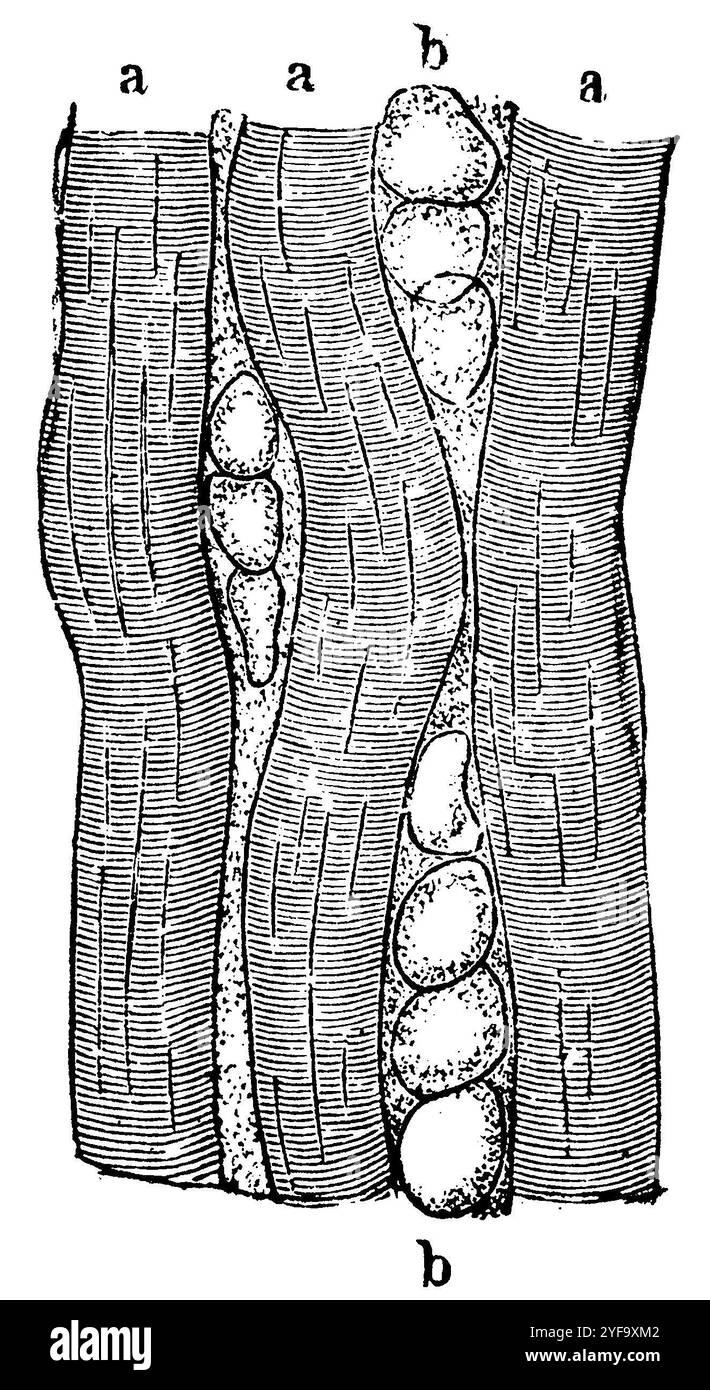 Anatomy muscle fibres Black and White Stock Photos & Images - Alamy