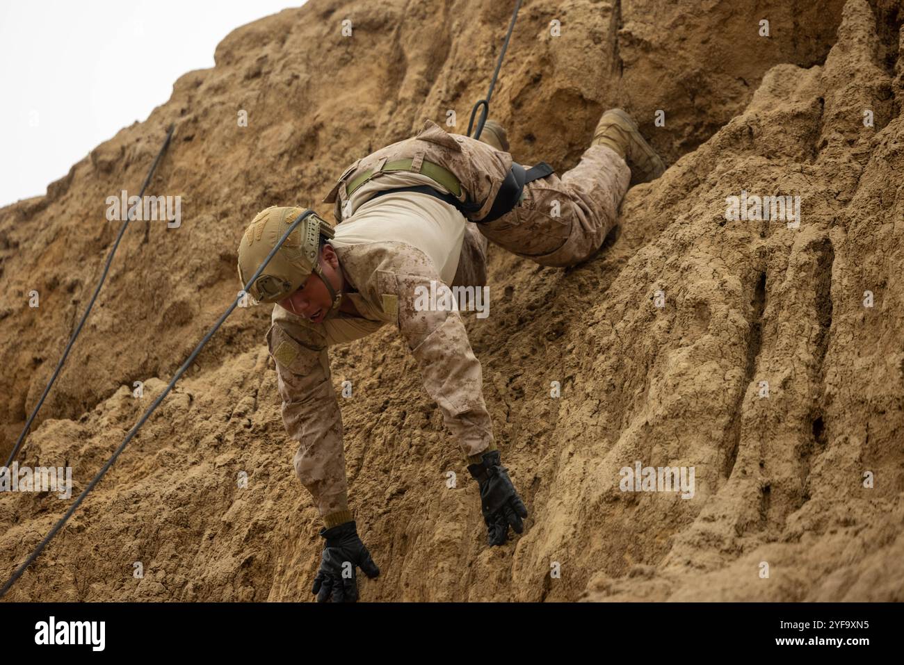 Trained h hi-res stock photography and images - Alamy