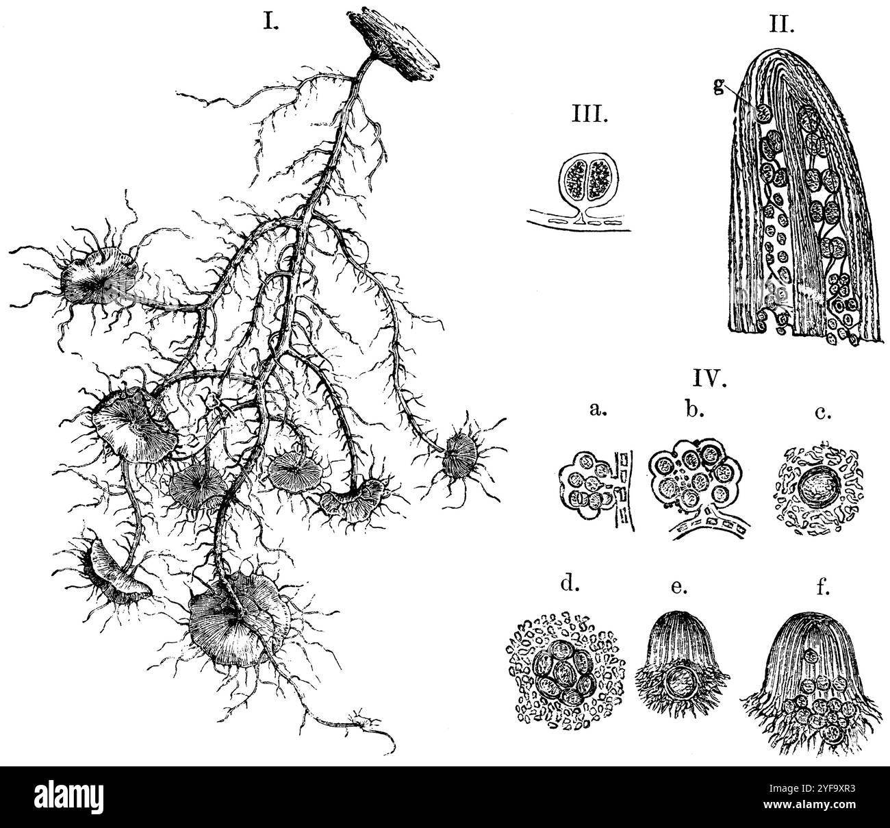 Langsschnitt e f Black and White Stock Photos & Images - Alamy