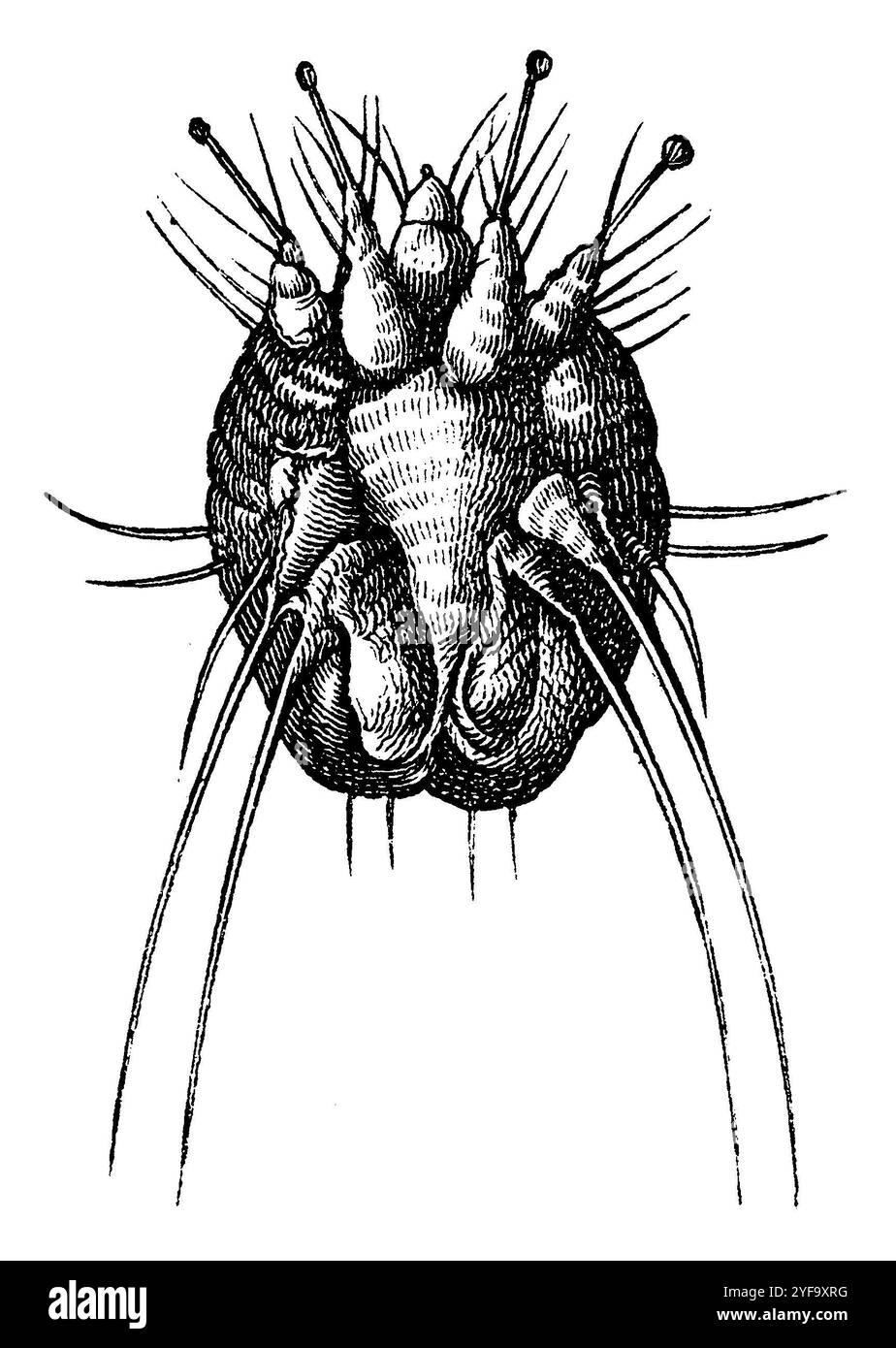 Old illustrations of germs Black and White Stock Photos & Images - Alamy