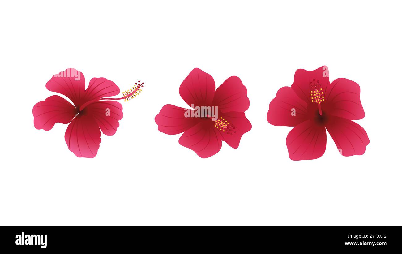 Joba (hibiscus) flower, leaves tree with vector design, Hibiscus Flower ...