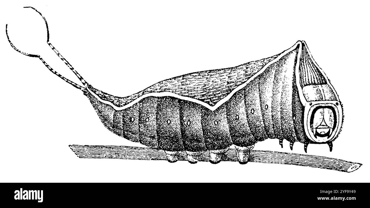 puss moth, caterpillar, Cerura vinula, (encyclopedia, 1892), Großer ...