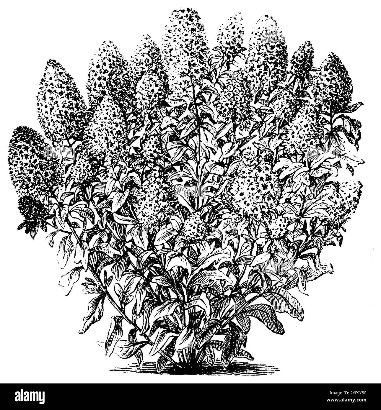 Reseda odorata Black and White Stock Photos & Images - Alamy