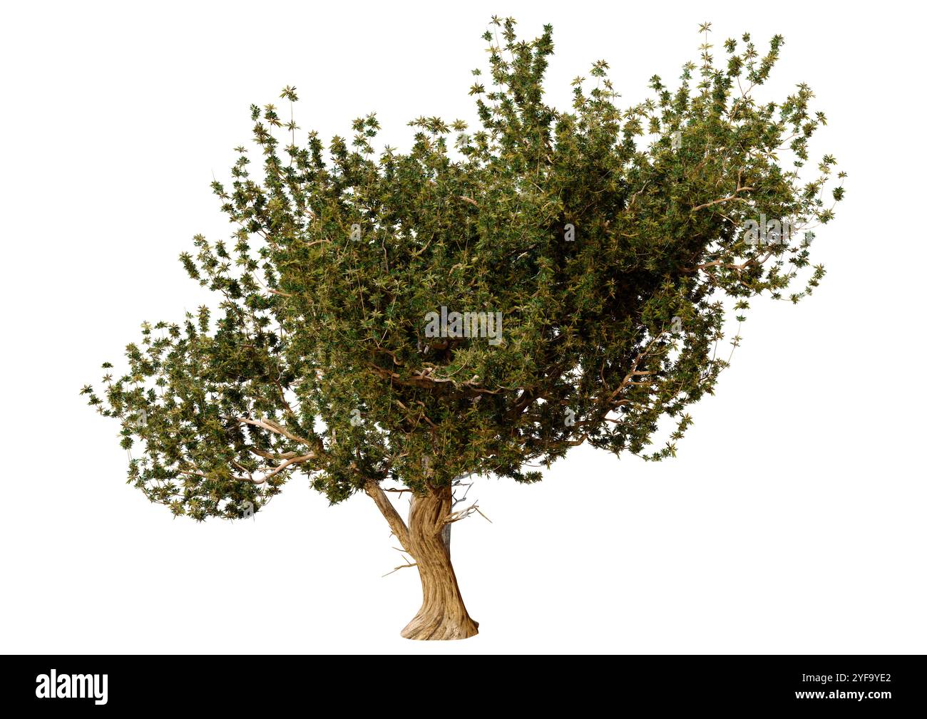 3D rendering of a green olive tree isolated on white background Stock ...