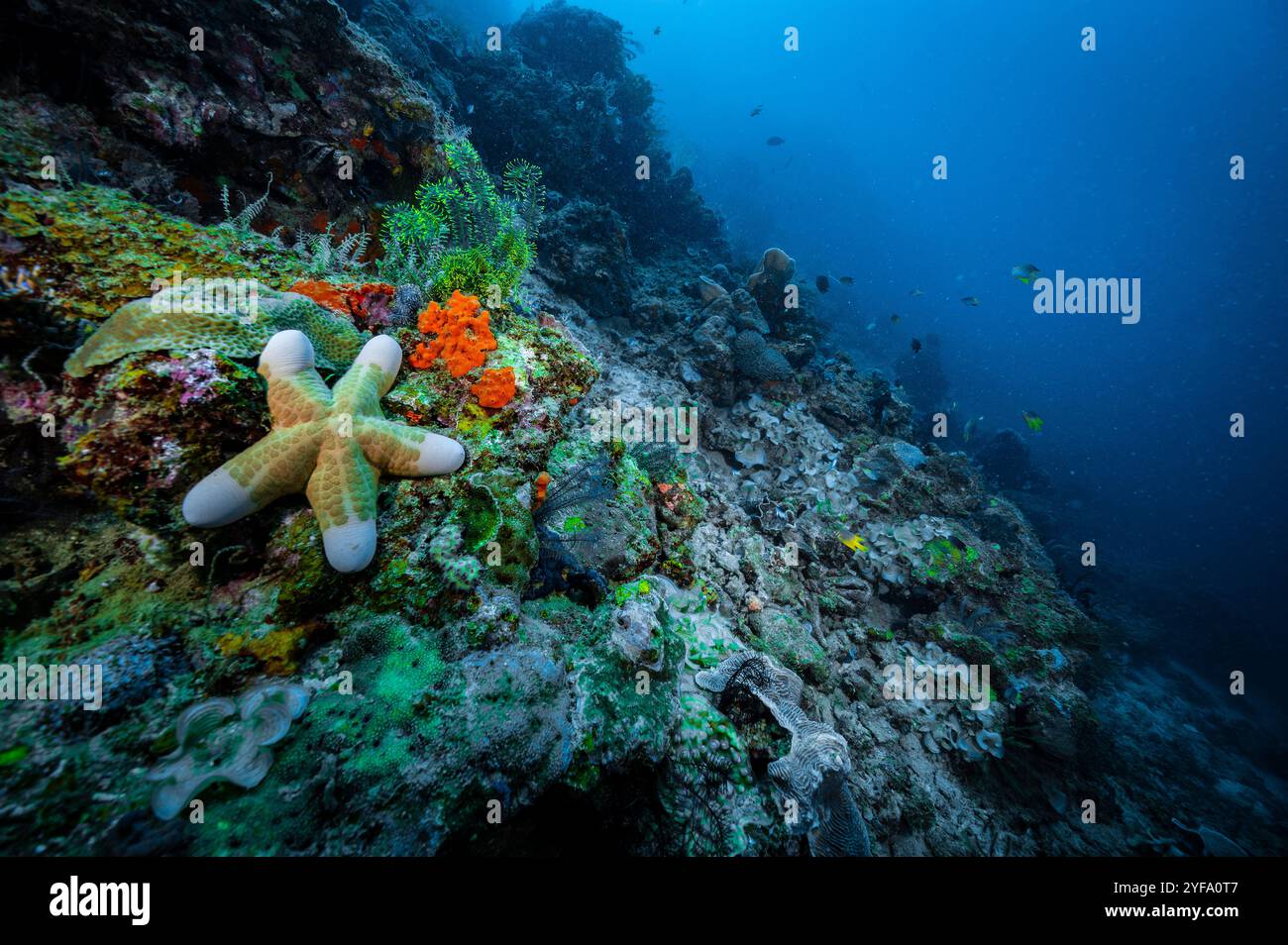 Starfish on coral reef in the clear water of Raja Ampat Stock Photo - Alamy