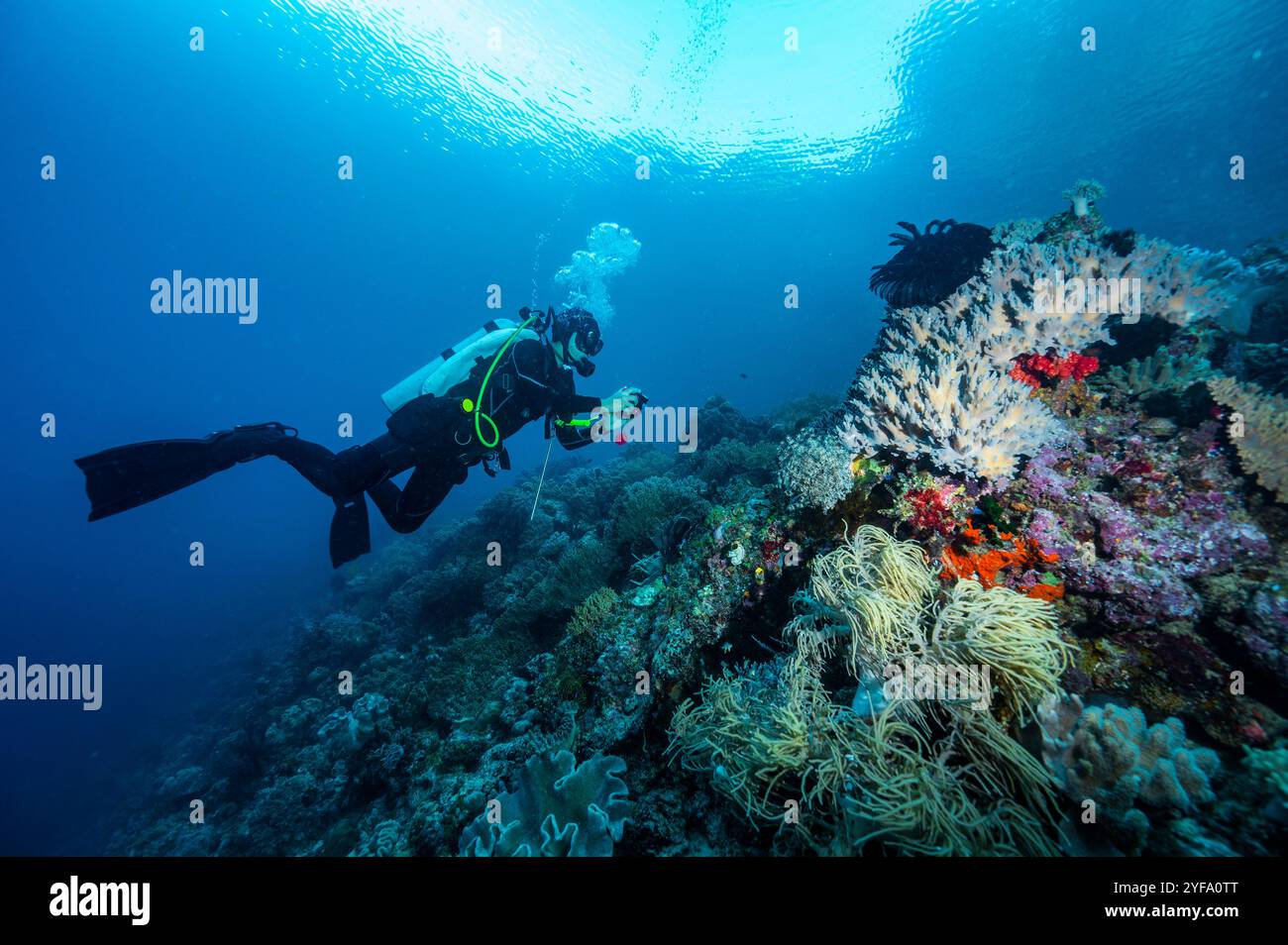 diver exploring coral reef in the clear water of Raja Ampat Stock Photo ...
