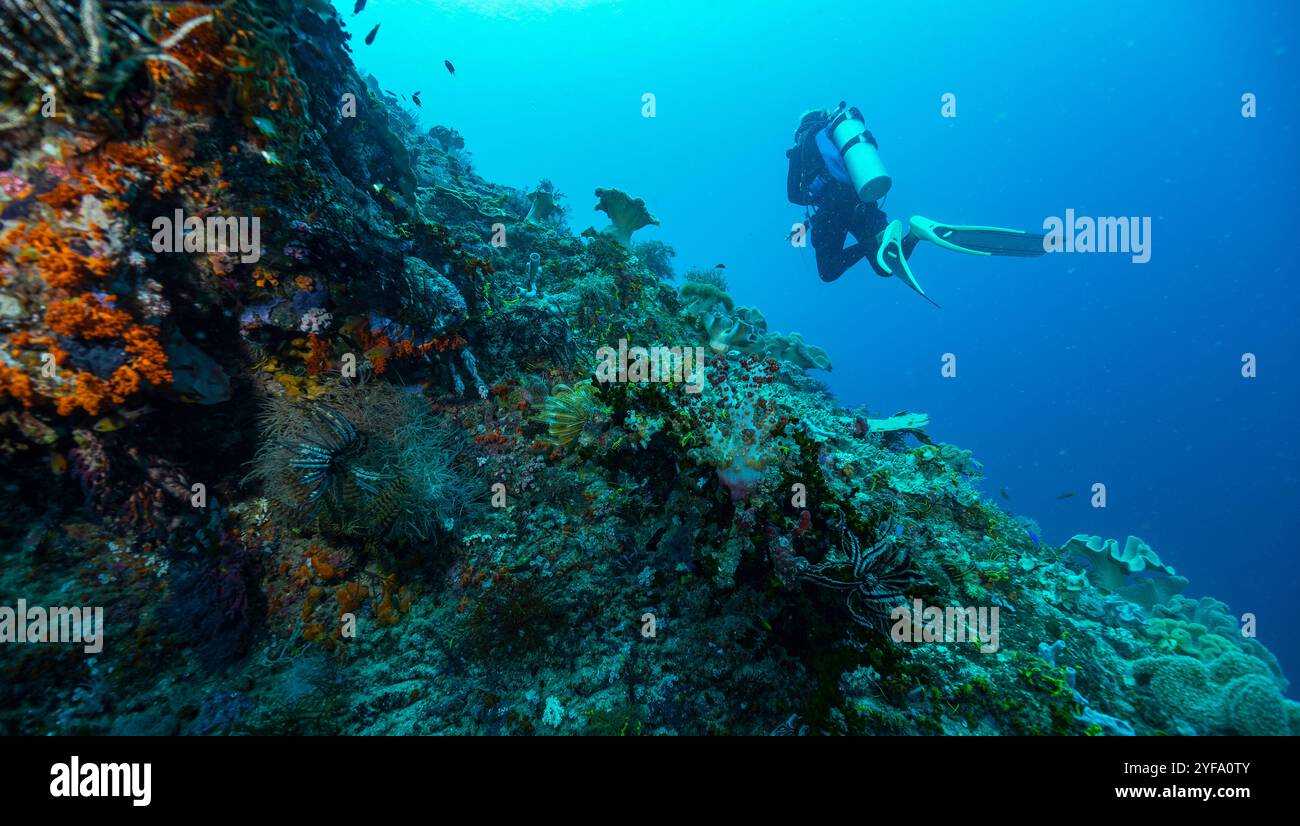 diver exploring coral reef in the clear water of Raja Ampat Stock Photo ...