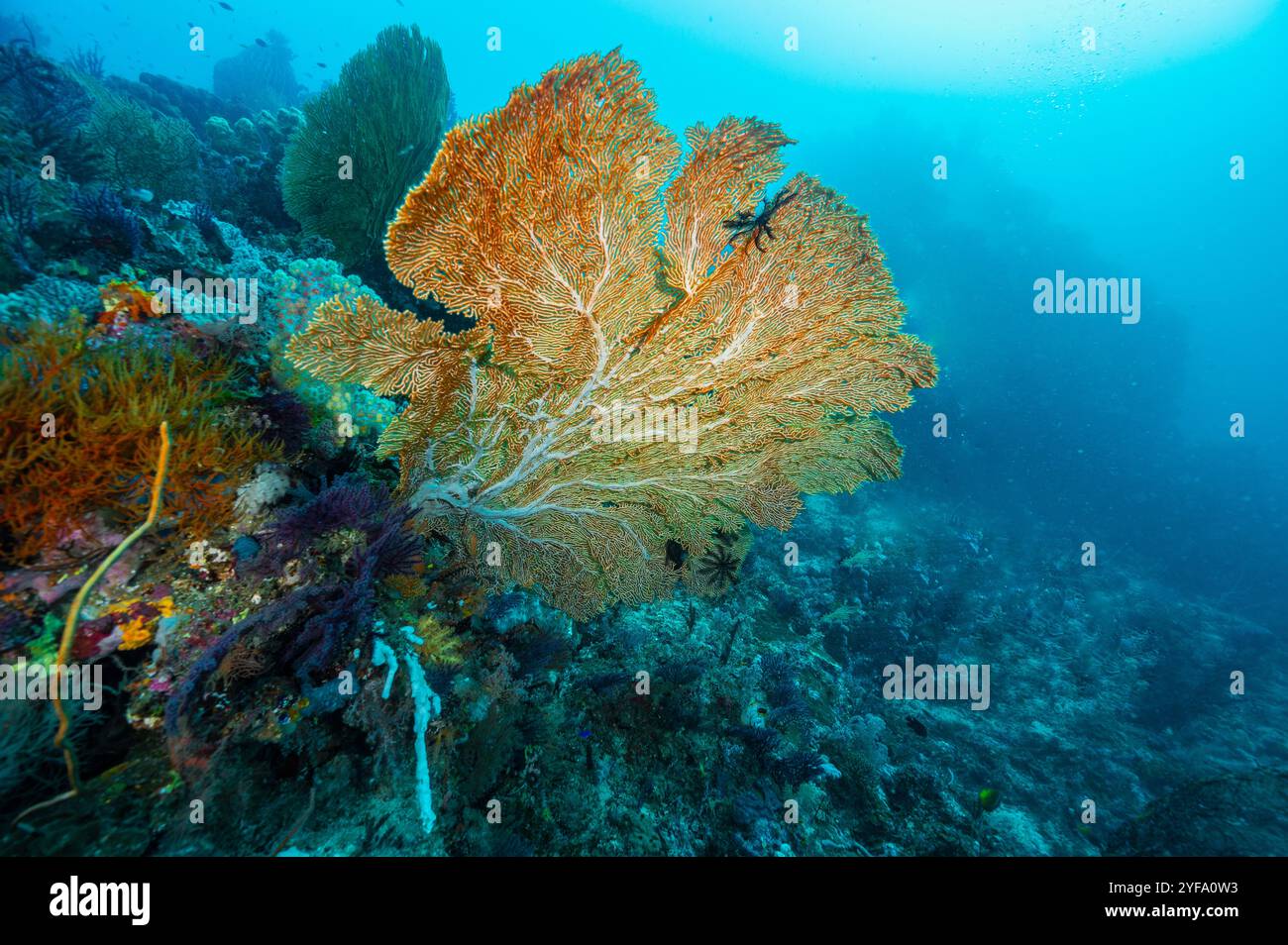 sea fan on coral reef in the clear water of Raja Ampat Stock Photo - Alamy