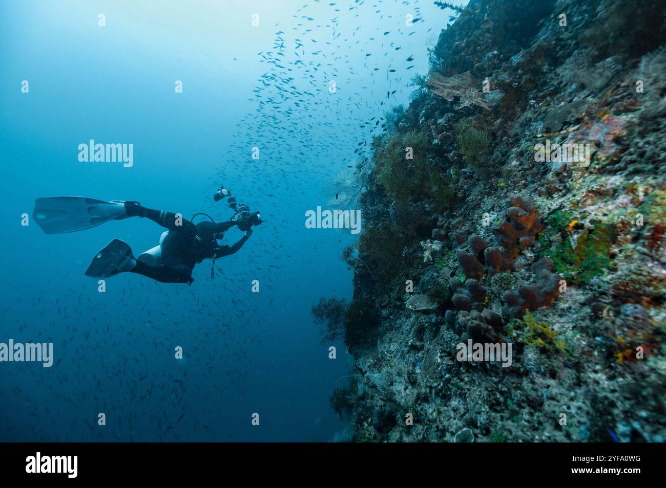 diver exploring coral reef in the clear water of Raja Ampat Stock Photo ...