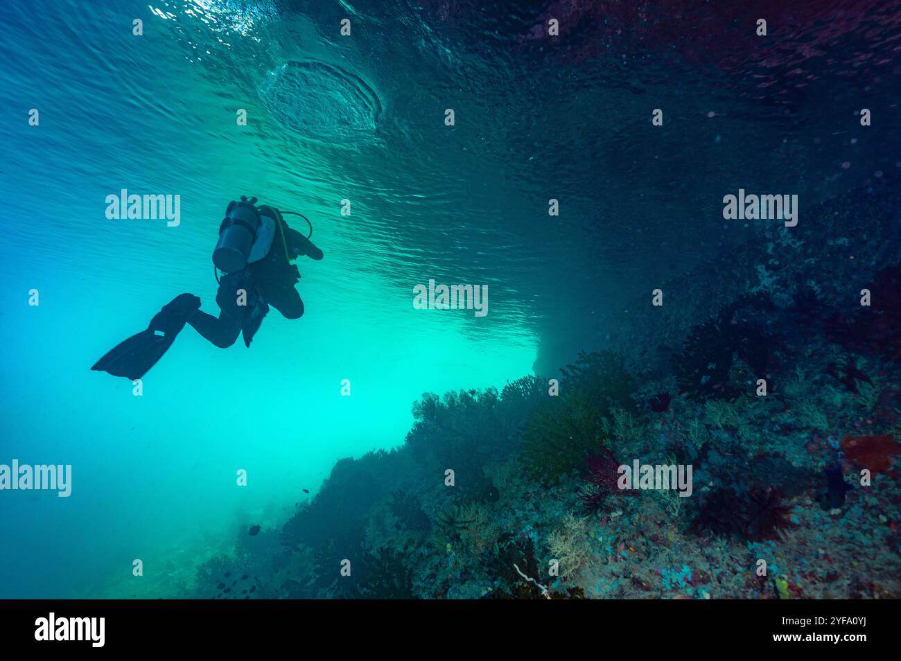Diver ascending ocean floor hi-res stock photography and images - Alamy