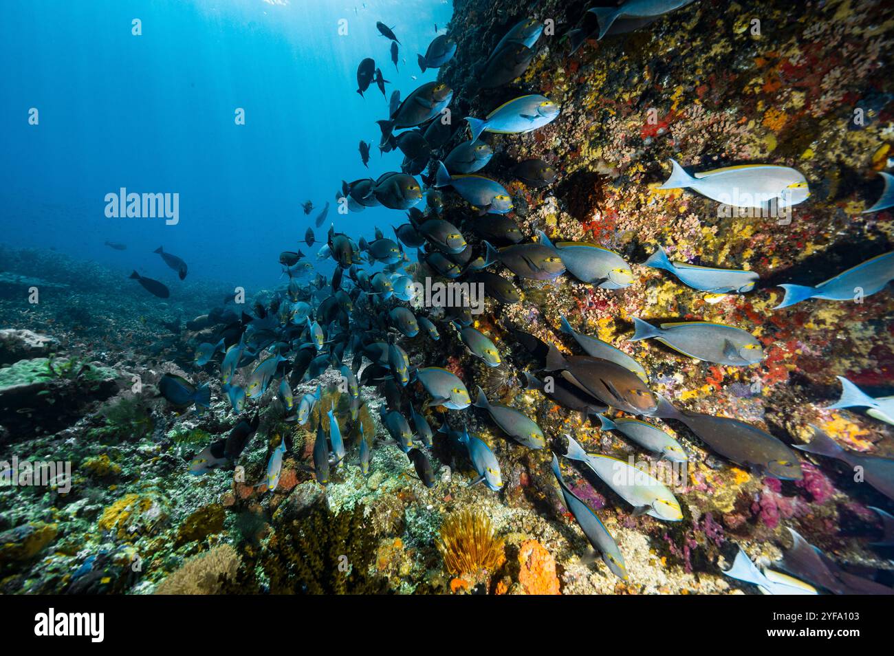 shoal of tropical fish in Raja Ampat Stock Photo - Alamy