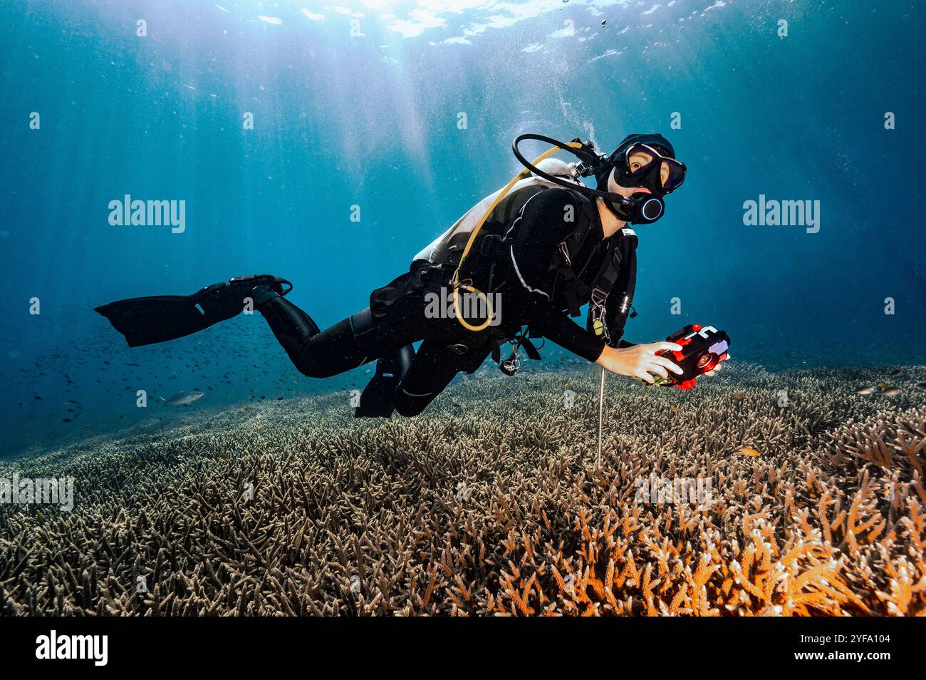 diver floating above coral in Raja Ampat Stock Photo - Alamy