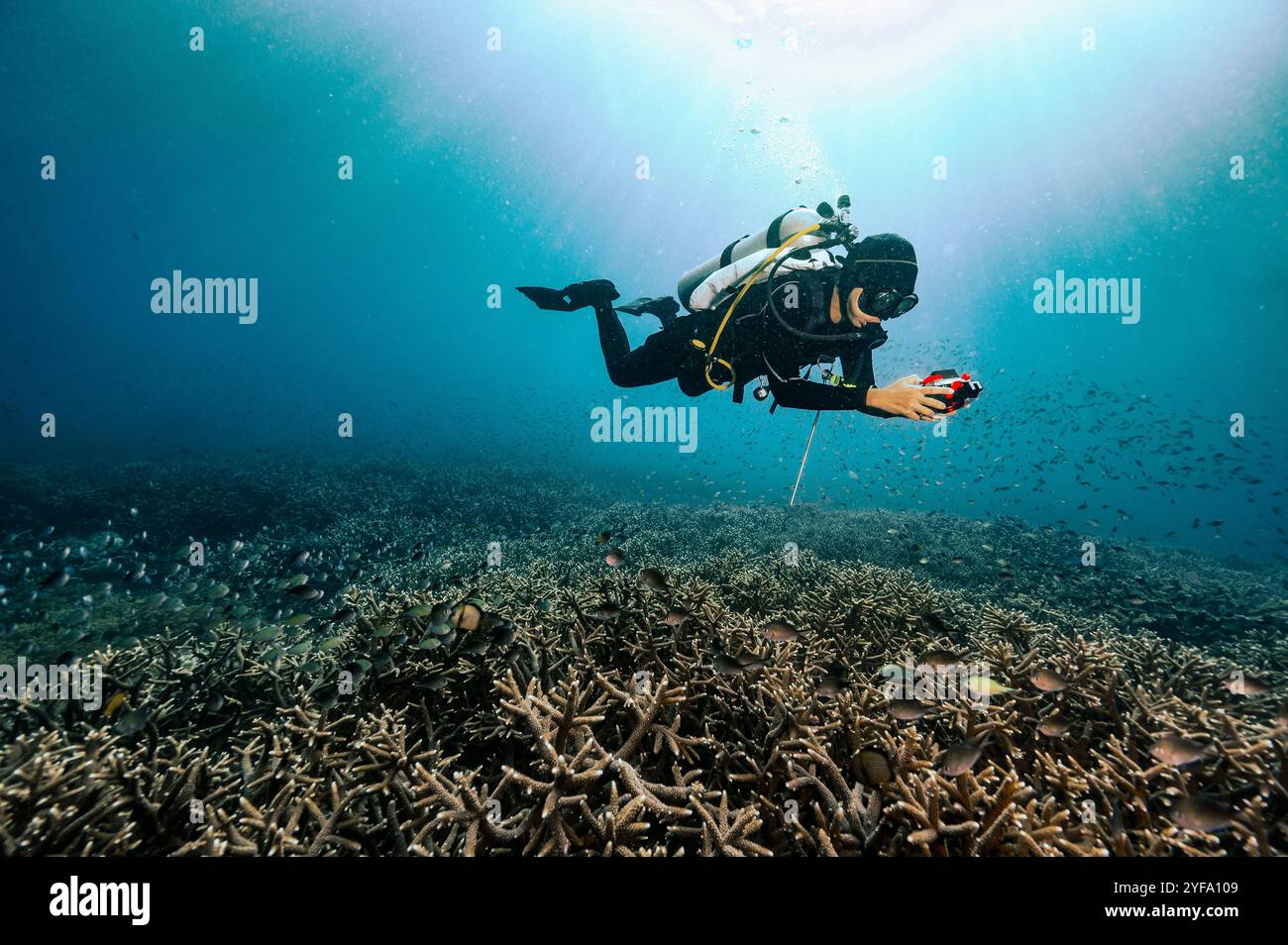 diver floating above coral in Raja Ampat Stock Photo - Alamy
