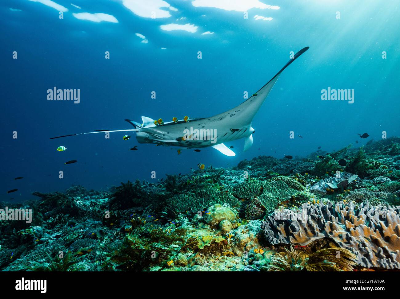 Manta ray in shallow water hi-res stock photography and images - Alamy