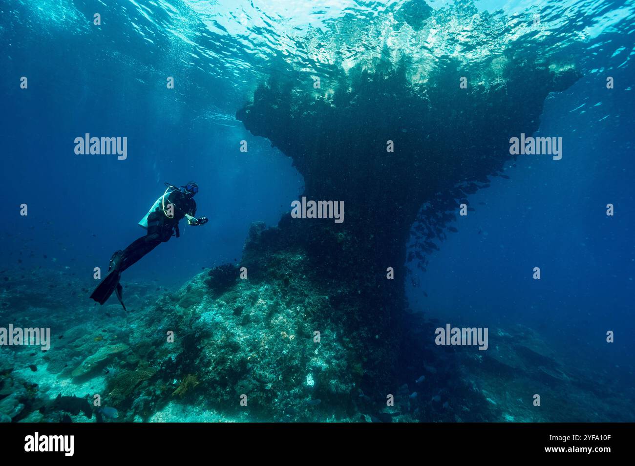 Diver exploring ocean floor marine hi-res stock photography and images ...