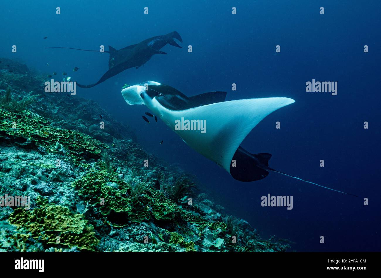 Oceanic Manta Rays in Raja Ampat Stock Photo - Alamy