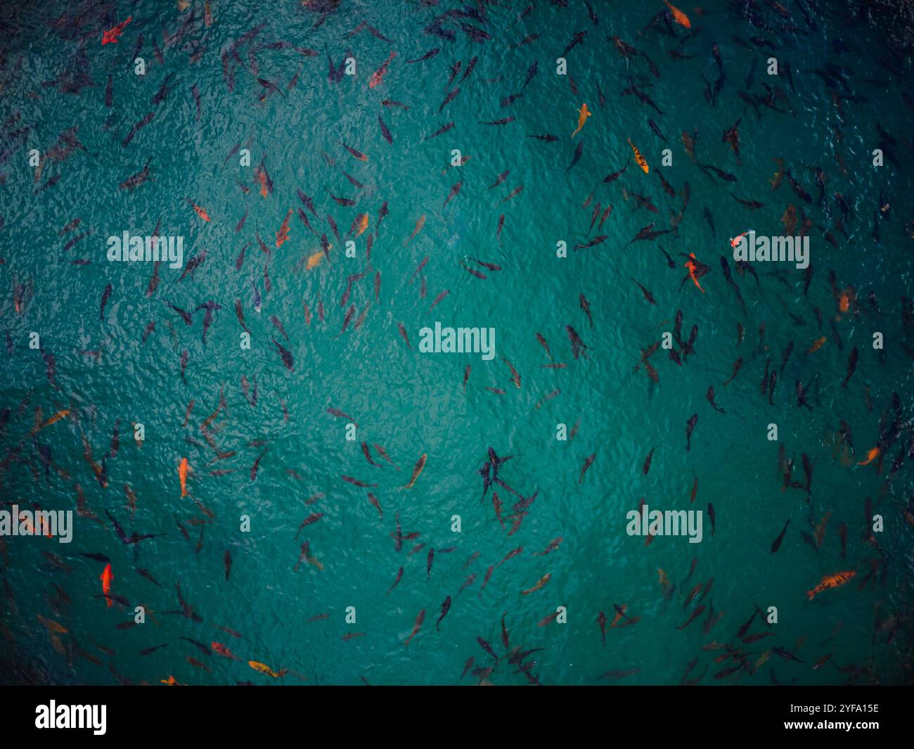 Malta fish farming hi-res stock photography and images - Alamy