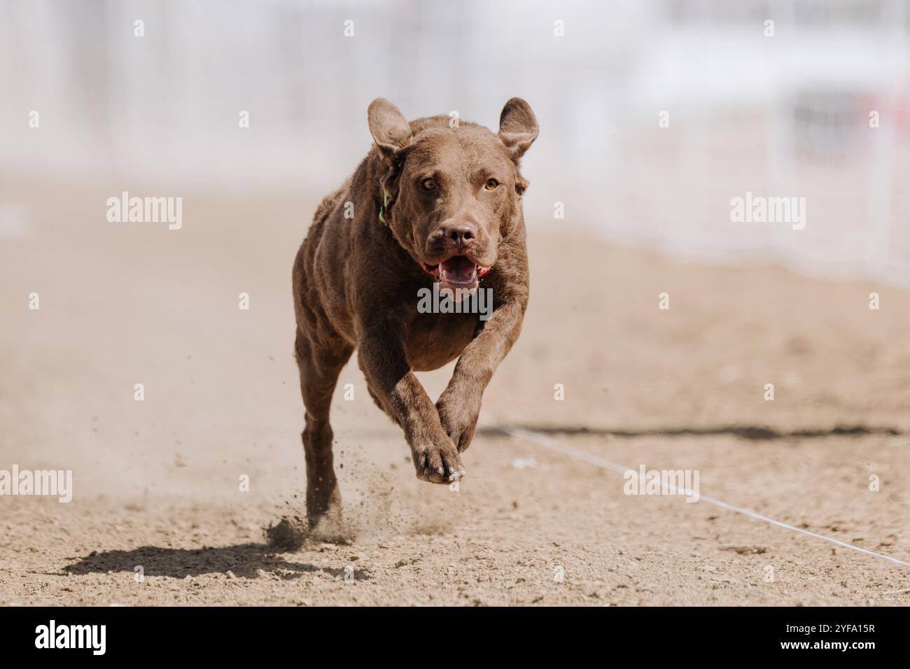 Chessie dog hi-res stock photography and images - Alamy