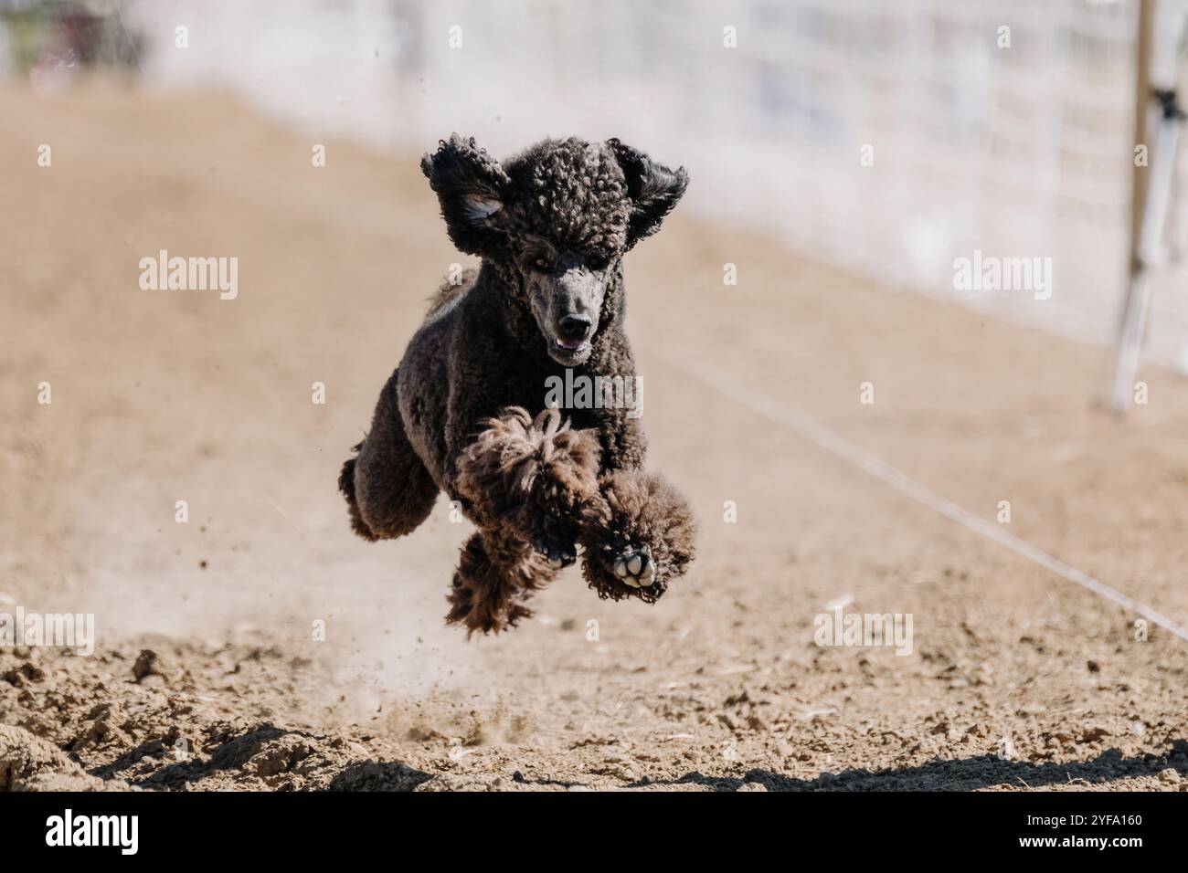 Black standard poodle hi-res stock photography and images - Alamy