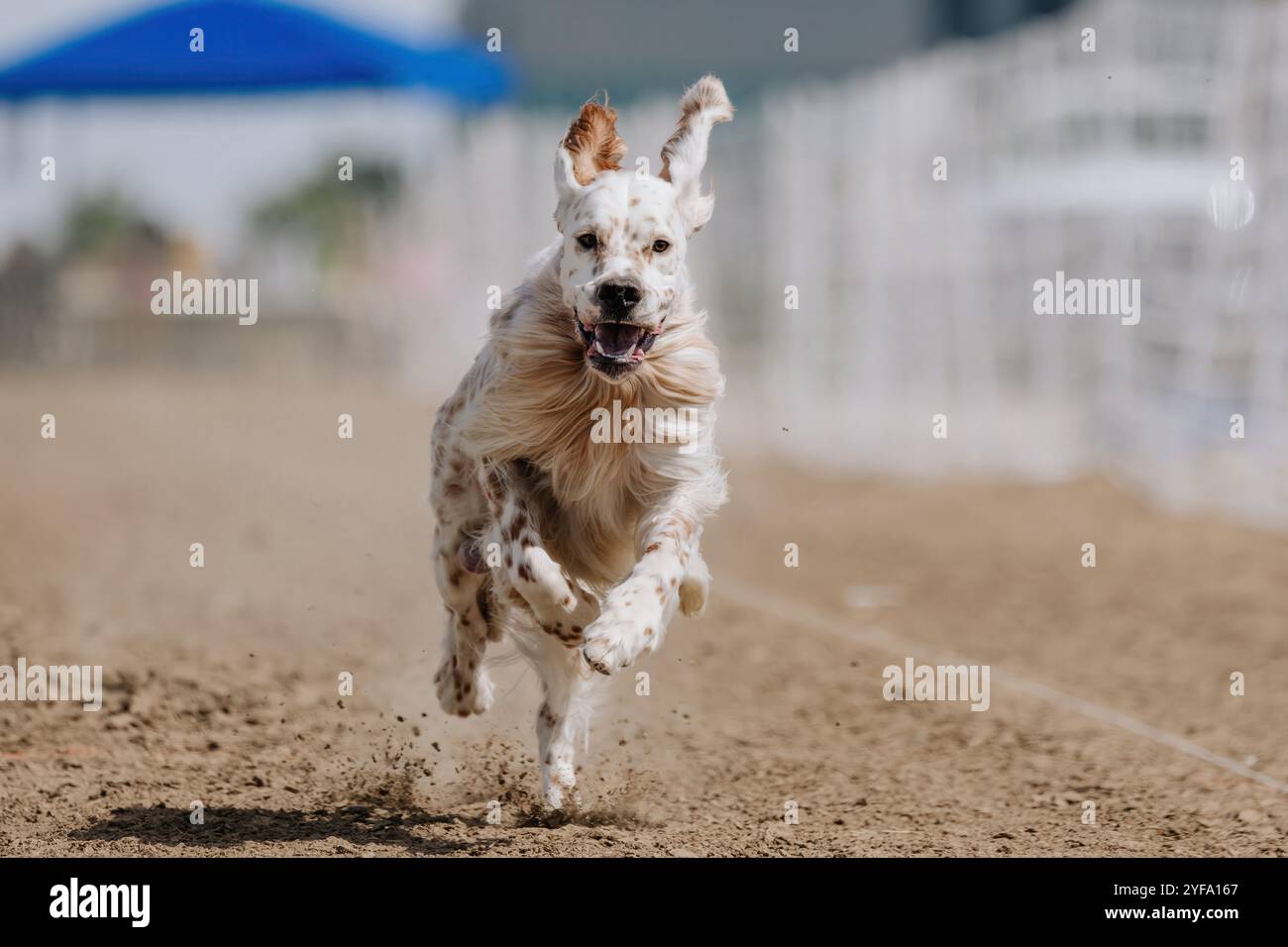 English Setter Running Lure Course Sprint Dog Sport in Dirt Stock Photo ...