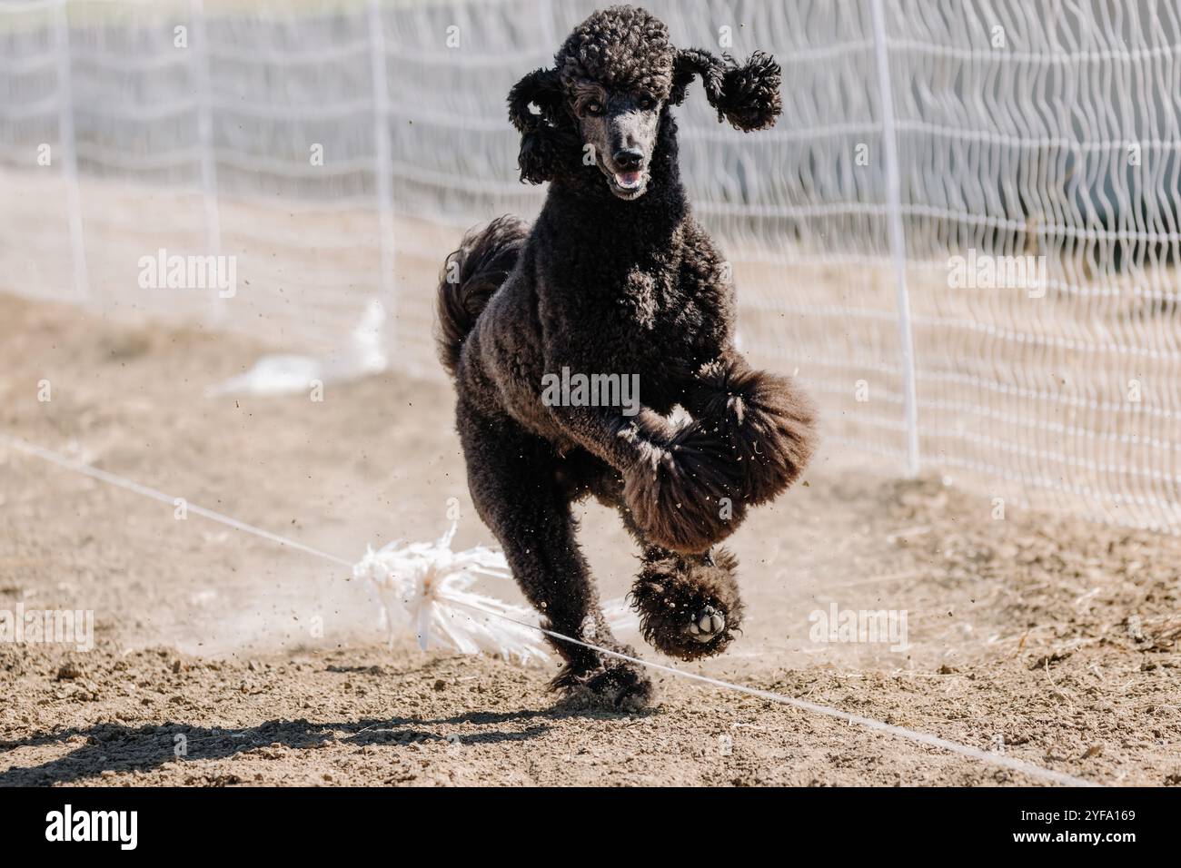 Black standard poodle hi-res stock photography and images - Alamy
