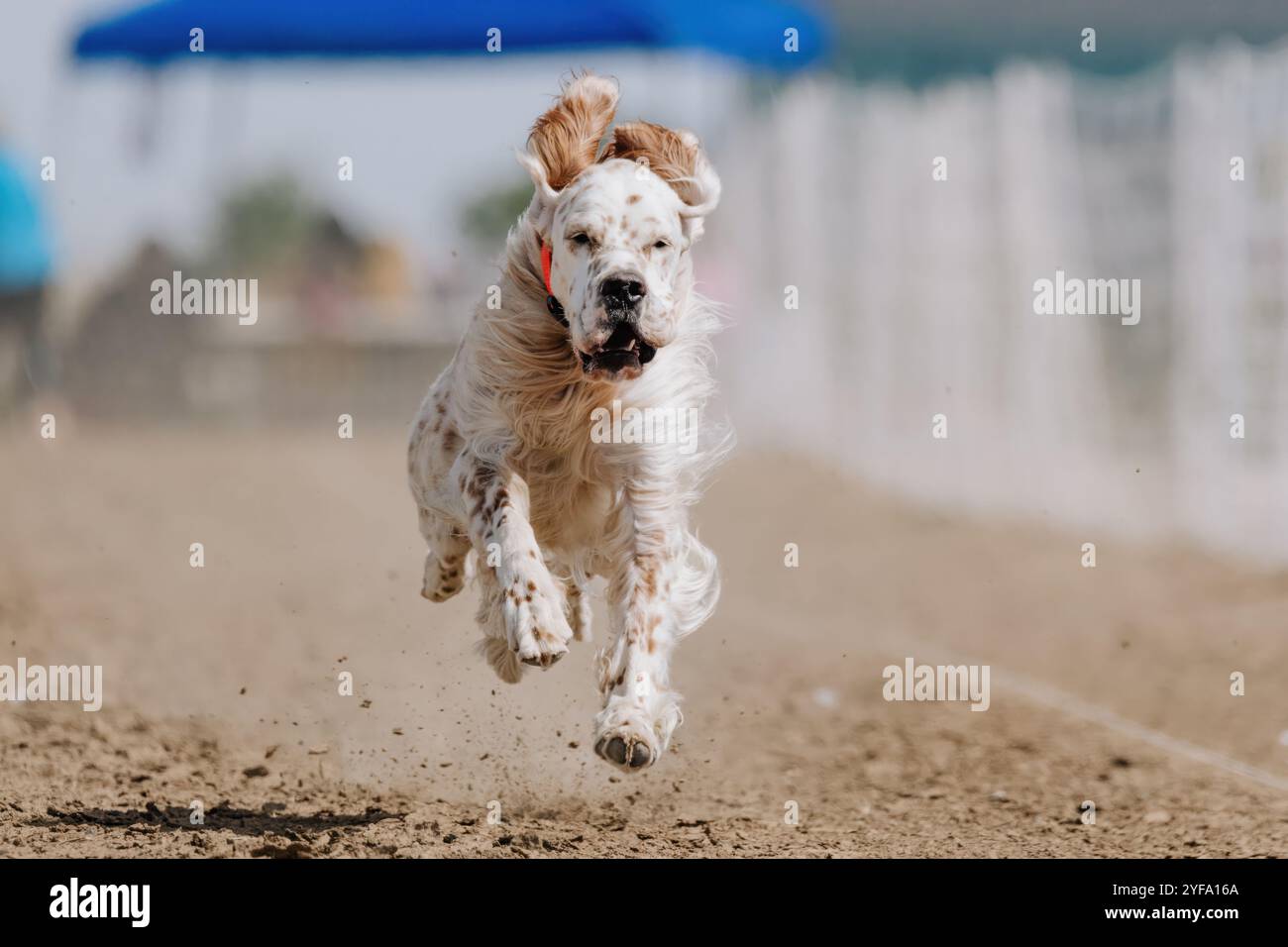Spotted setter hi-res stock photography and images - Alamy