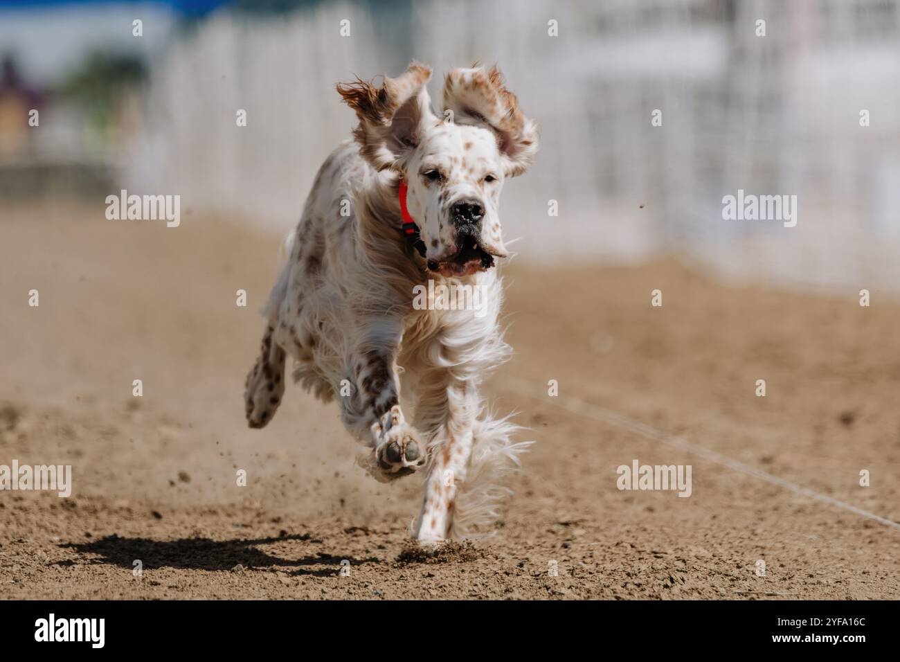 Spotted setter hi-res stock photography and images - Alamy