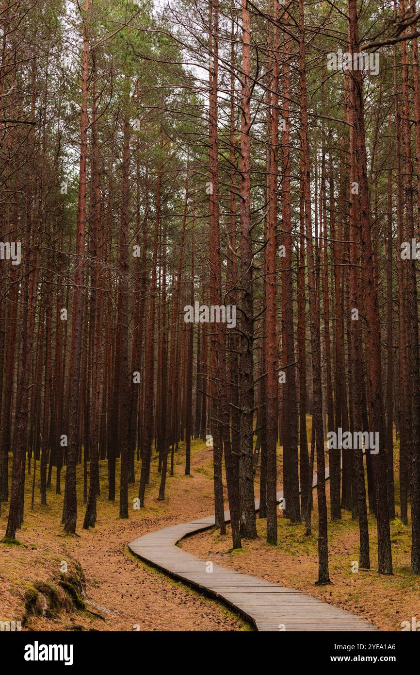 Curvy wooden broadwalk leading through the pine tree forest Stock Photo ...