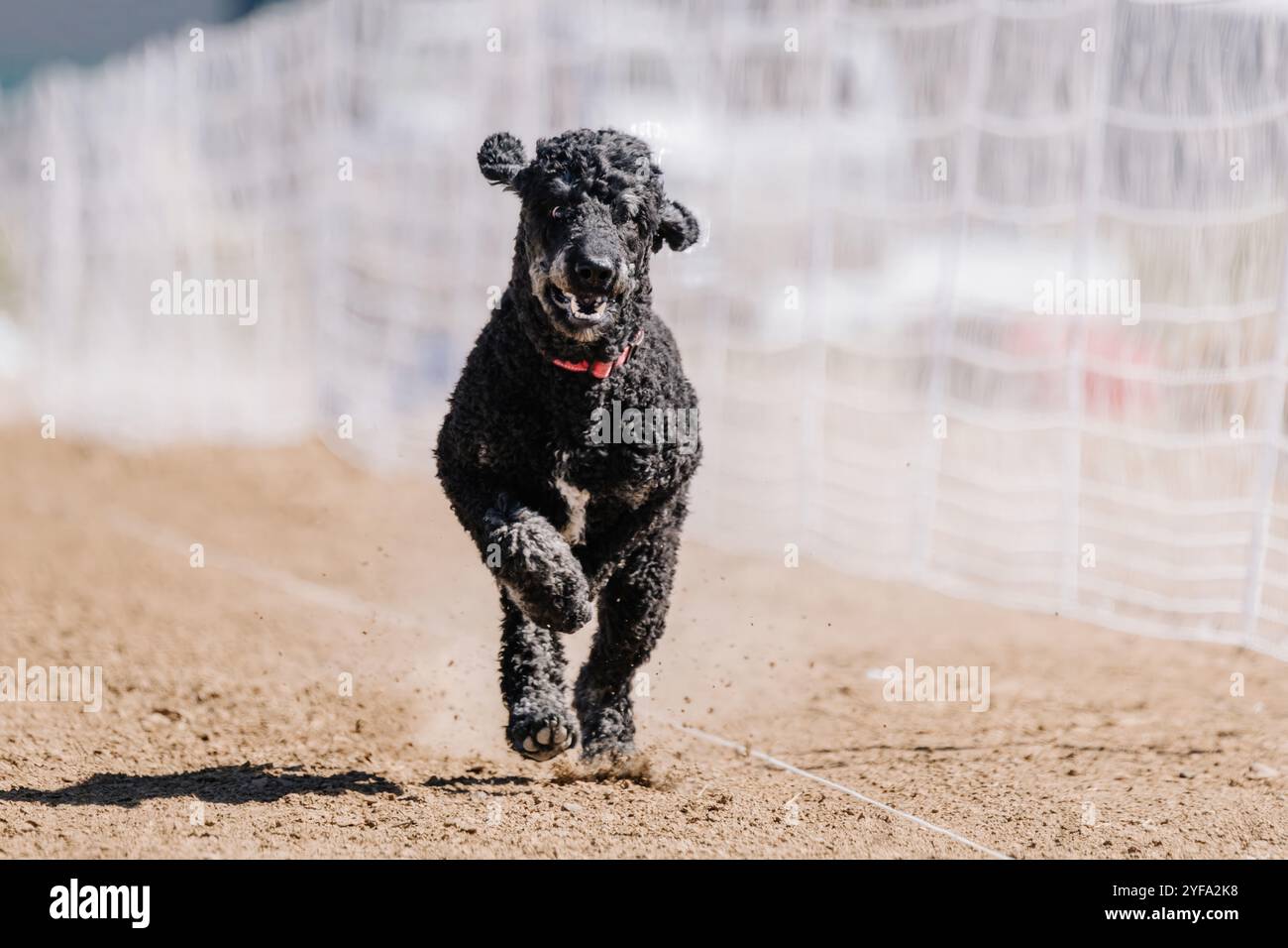 Black standard poodle hi-res stock photography and images - Alamy